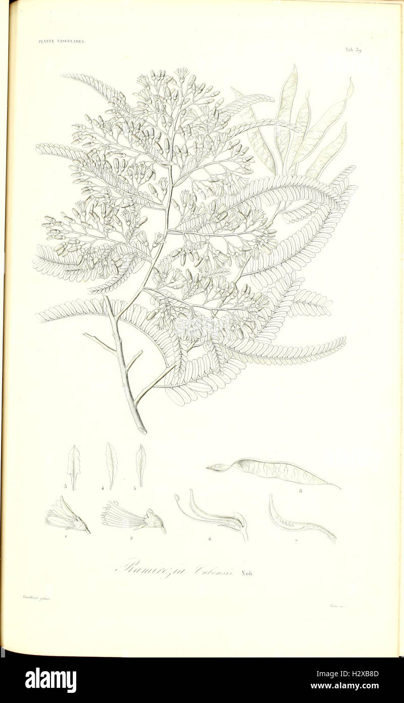 This plate features illustrations of plants found in Cuba, with ...