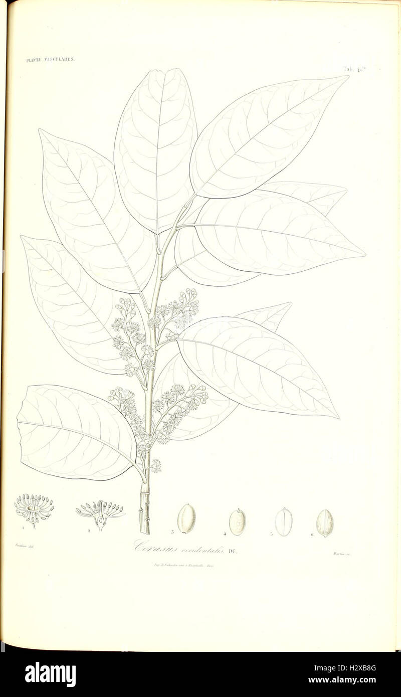 Icones plantarum in flora Cubana descriptarum (Tbl. 40) BHL417 Stock ...
