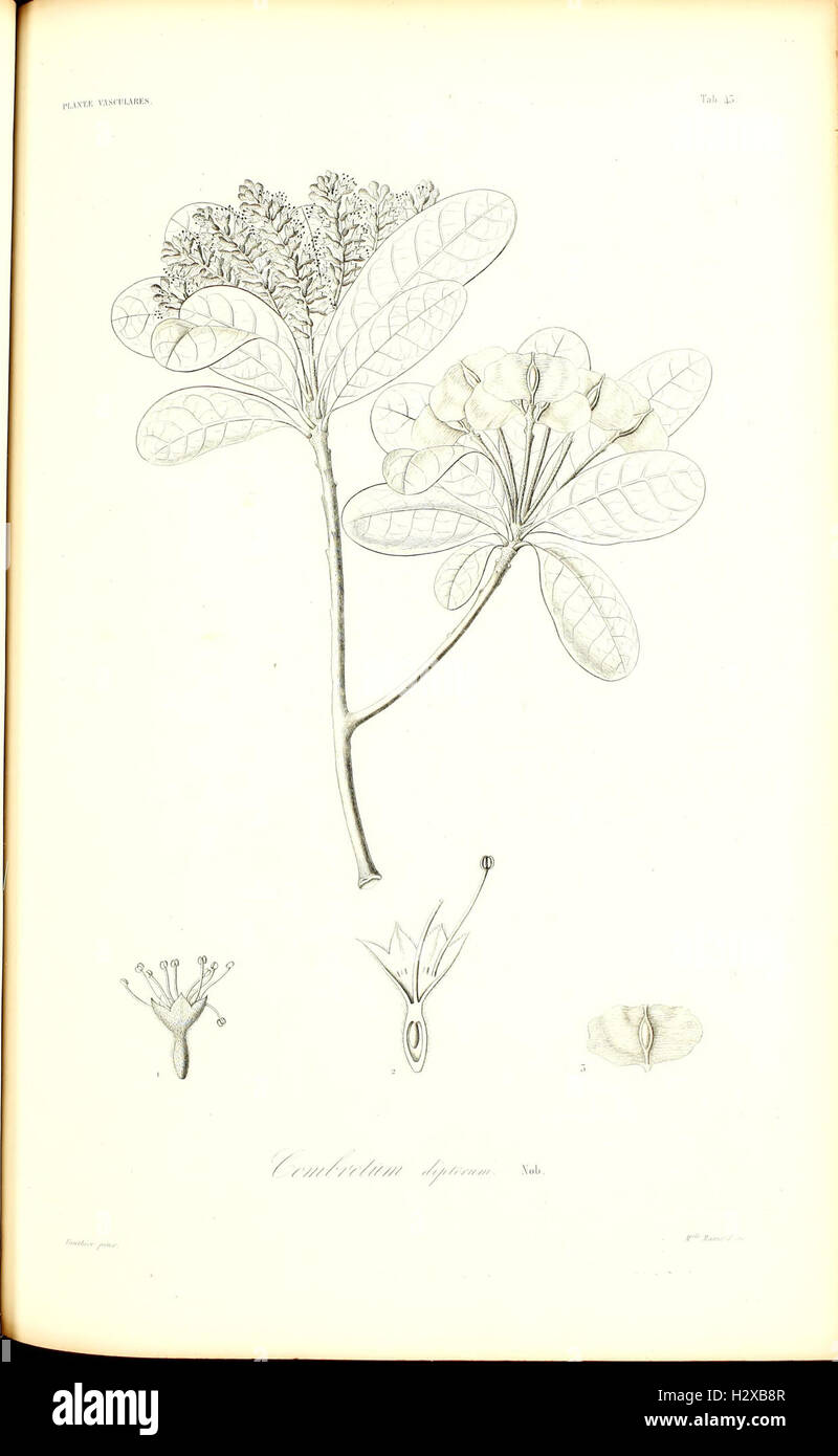 This book features illustrations of plants described in the Cuban flora ...