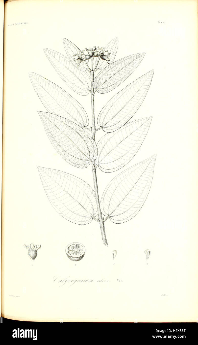 A detailed illustration of Cuban flora, highlighting various plant ...