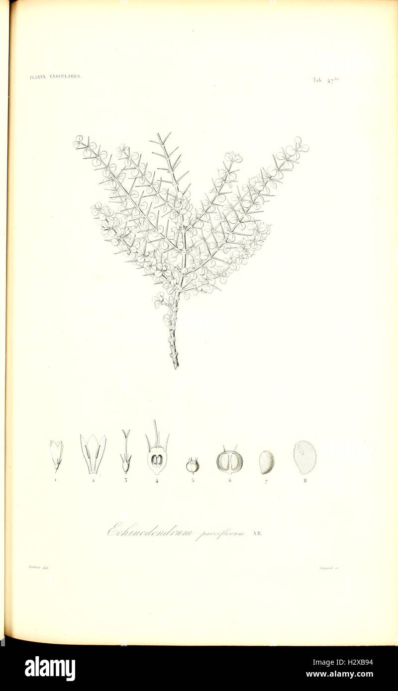 An illustrated catalog of Cuban plant species, providing detailed ...