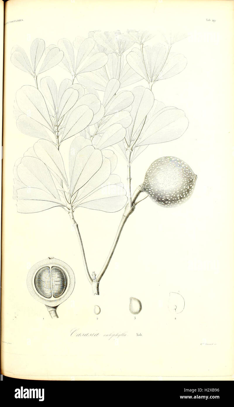 An illustrated catalog of Cuban plants, showcasing various species and ...