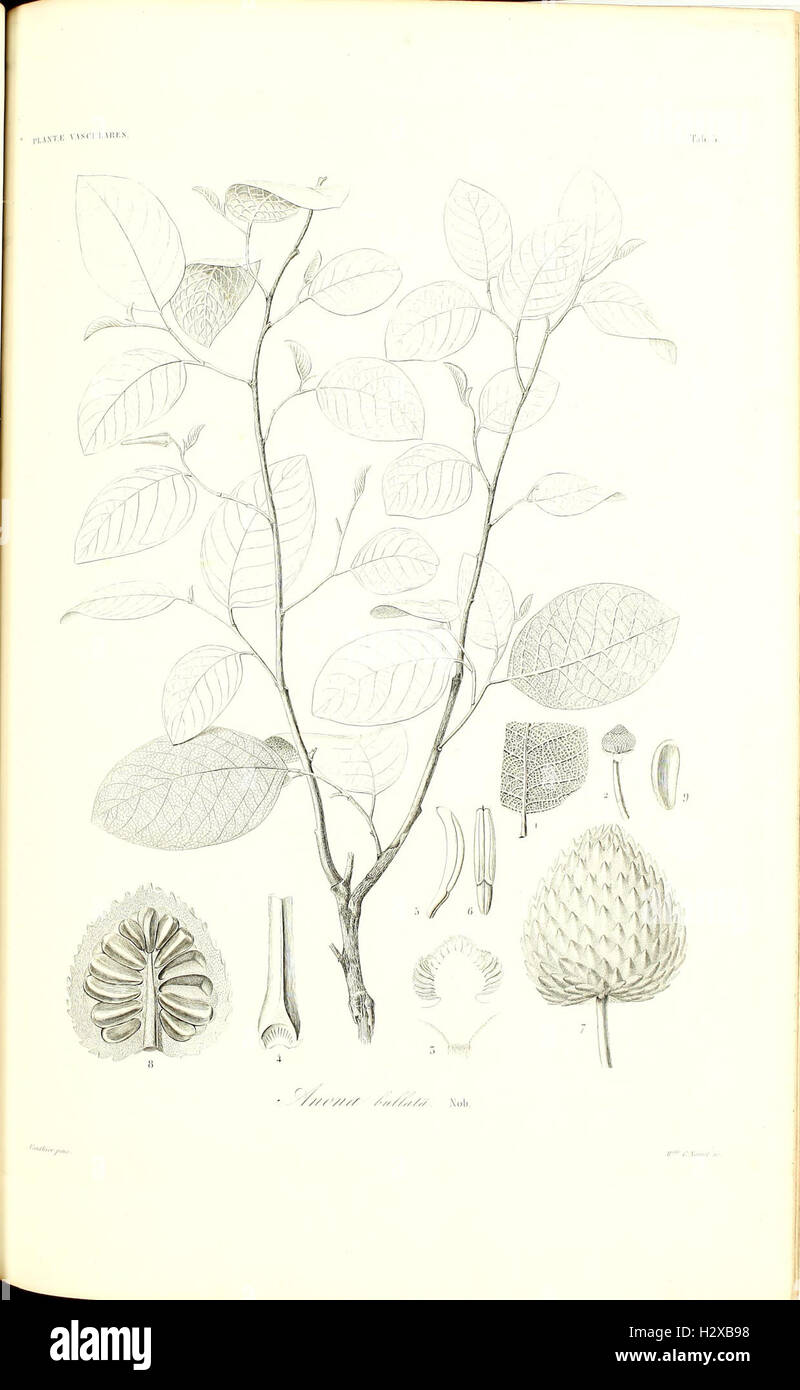 This plate features detailed botanical illustrations of Cuban plant ...