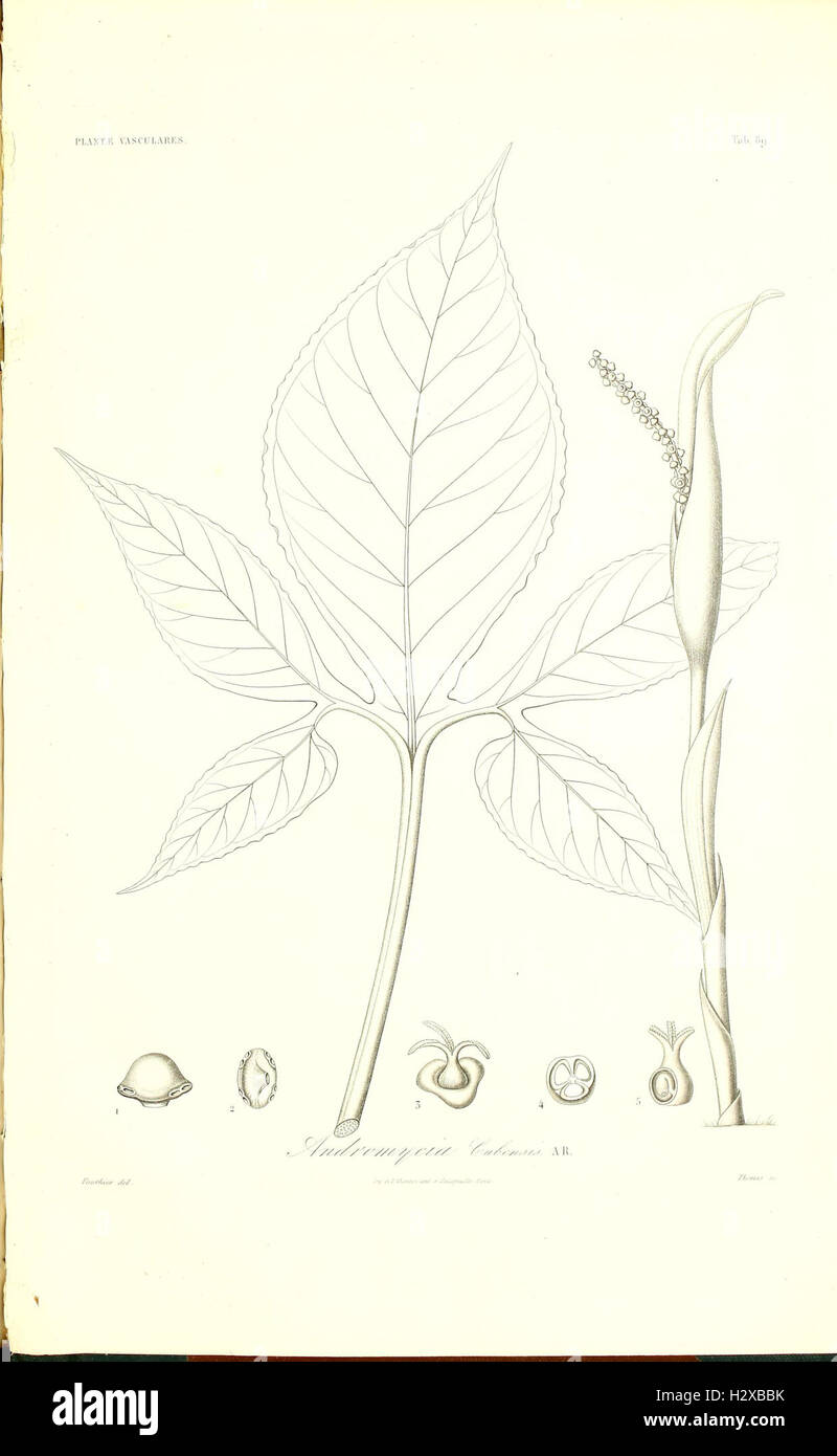 An illustrated guide to the plants described in the flora of Cuba ...