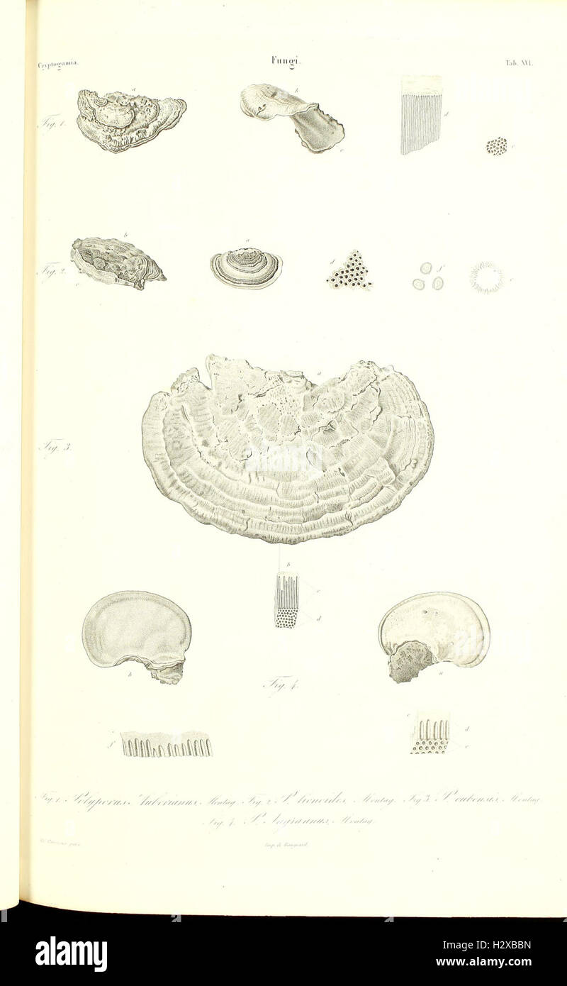 An illustrated catalog of plant species from Cuba, detailing their ...