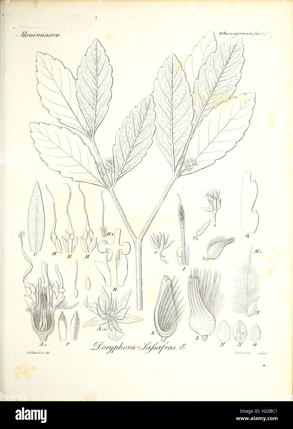 An illustrated guide to the genera of plants, showcasing various ...