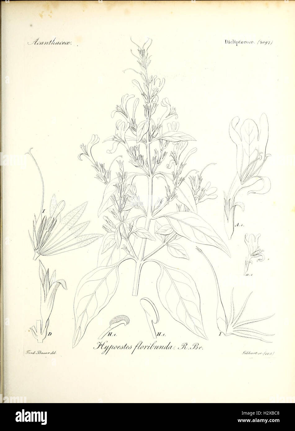 This plate presents illustrations of various plant genera, serving as a ...