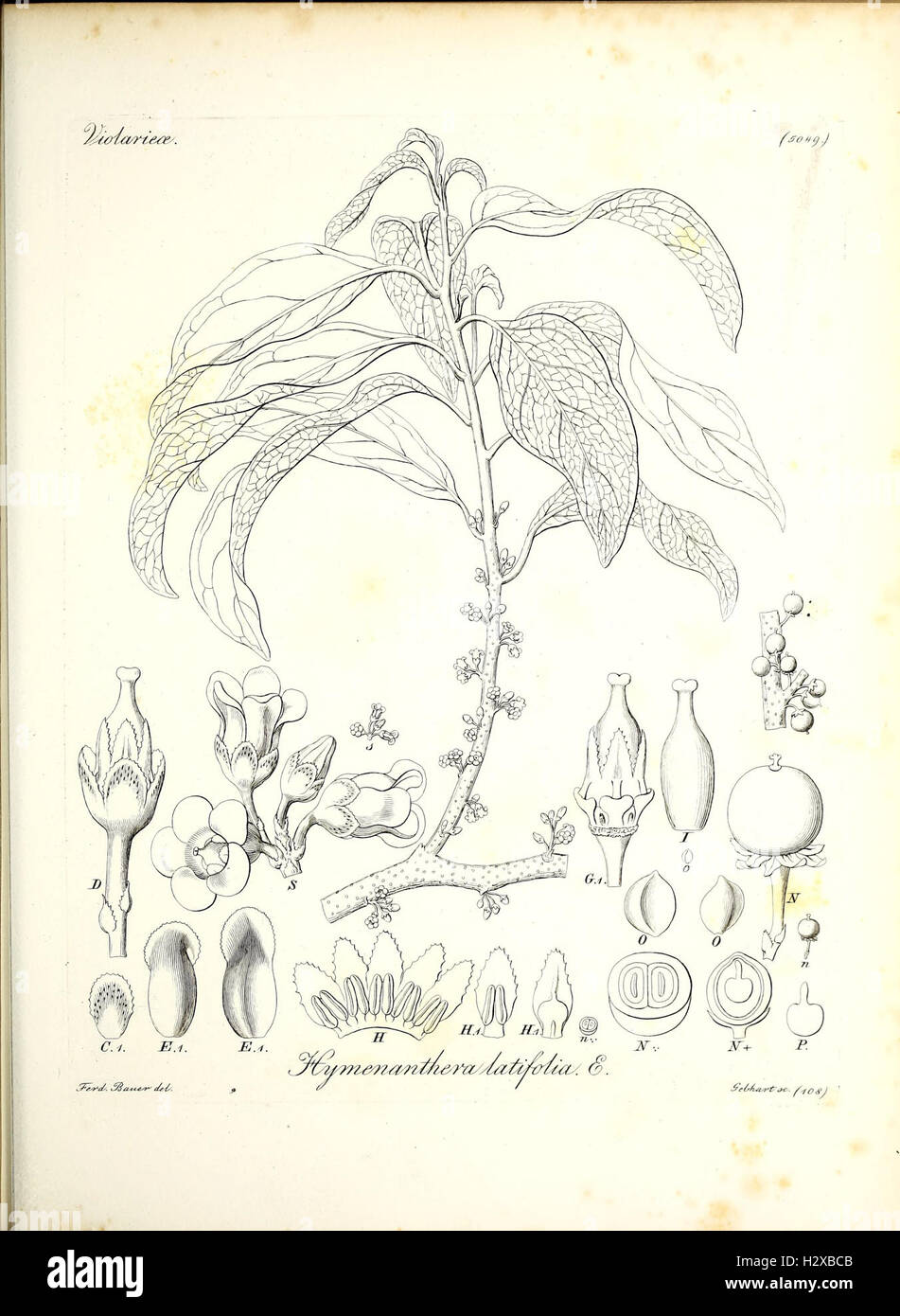 A botanical work illustrating various plant genera, focusing on their ...