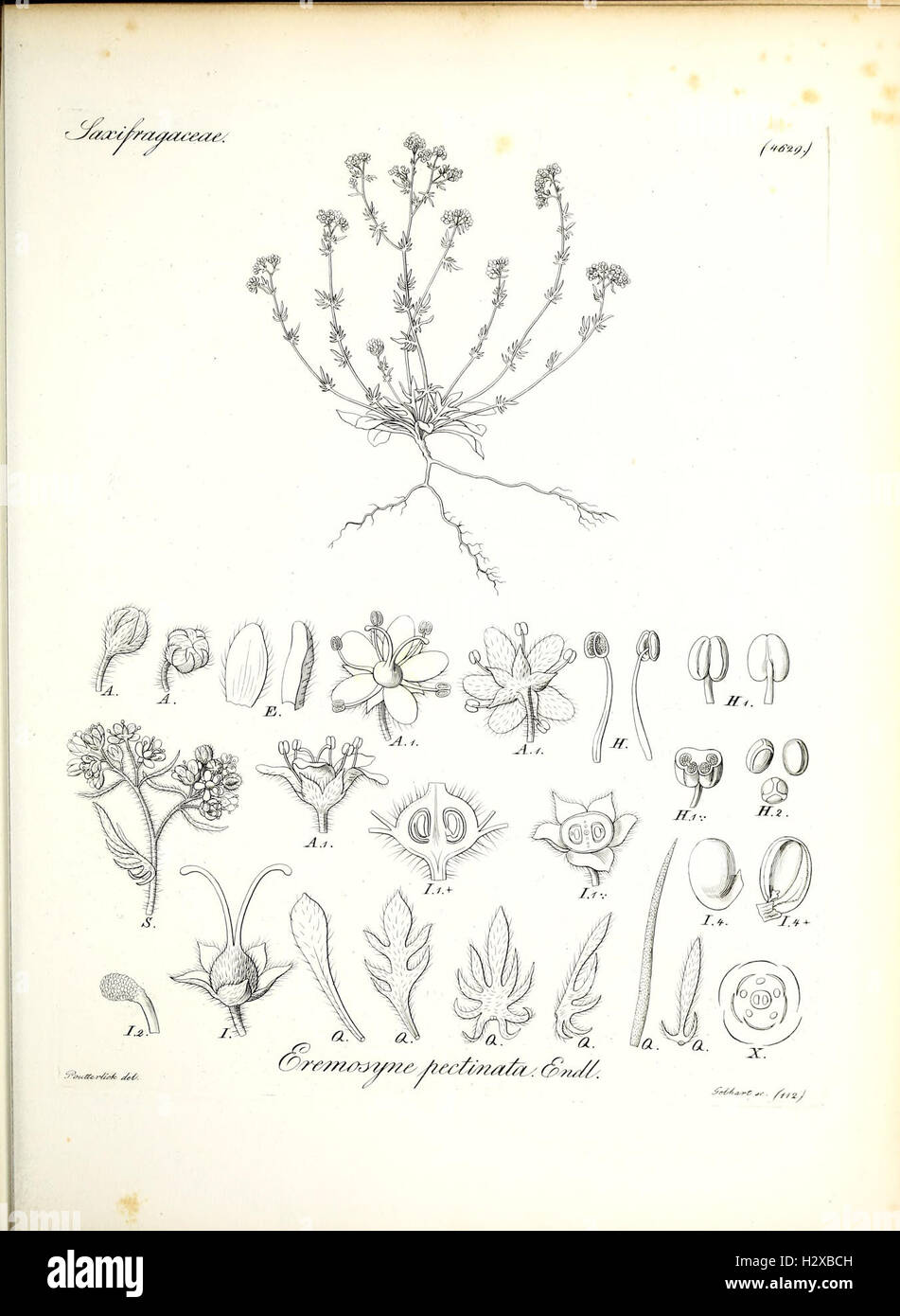 An illustrated catalog detailing plant genera, providing visual ...