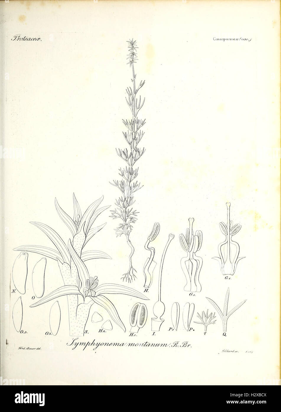 This botanical work presents detailed illustrations and descriptions of ...
