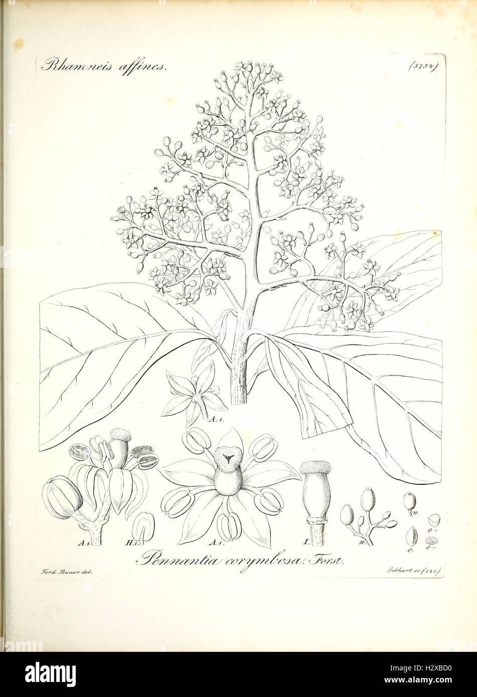 A botanical illustration work focusing on the depiction of plant genera ...