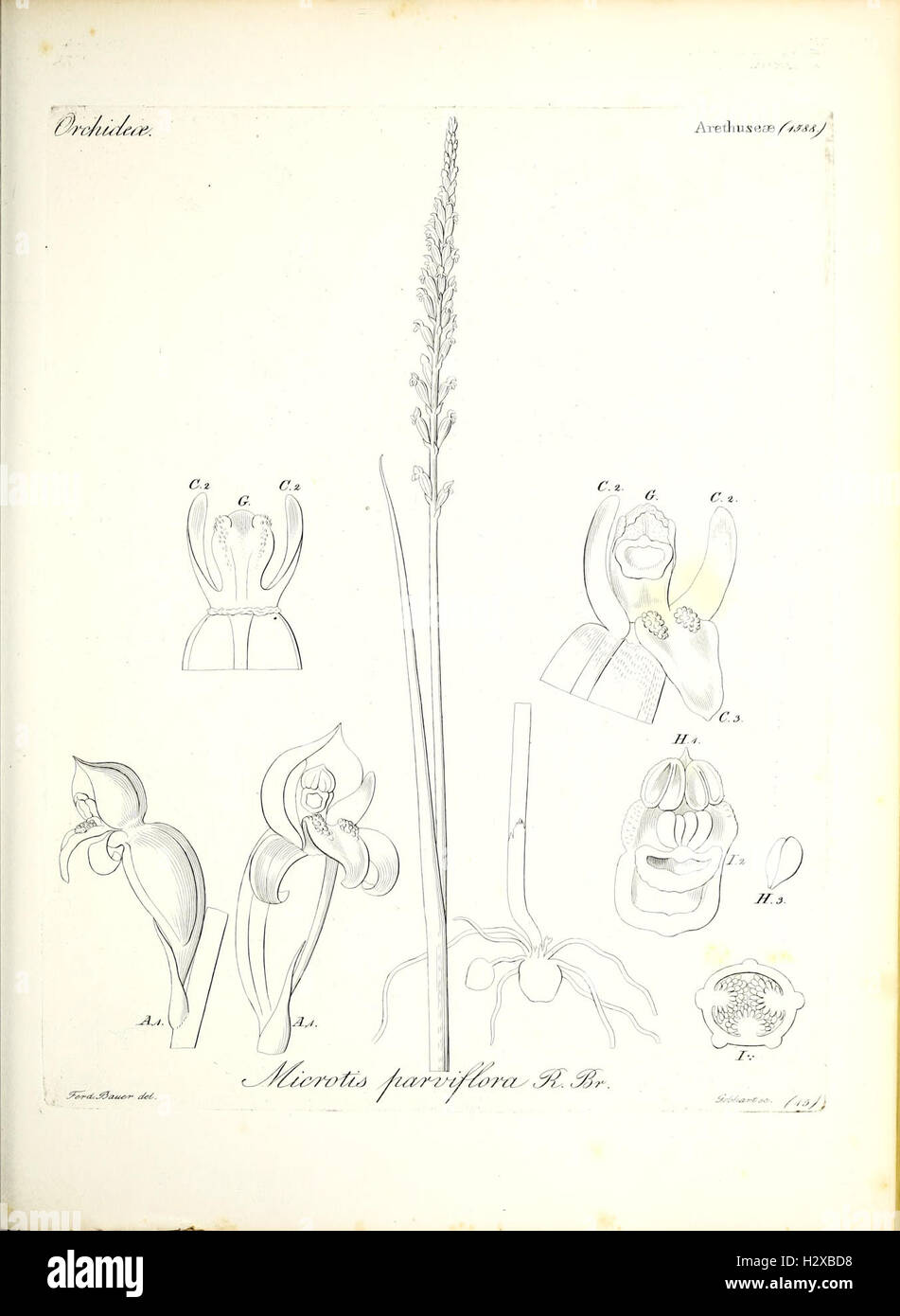 This botanical work features detailed illustrations of plant genera ...