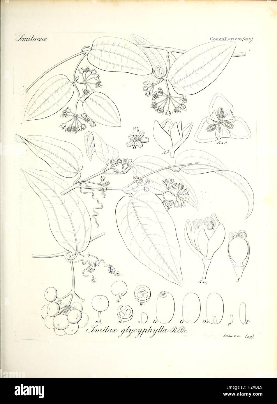 This botanical work presents detailed illustrations and descriptions of ...