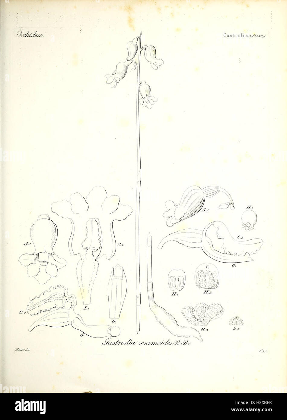 An illustrated guide to the genera of plants, providing detailed visual ...