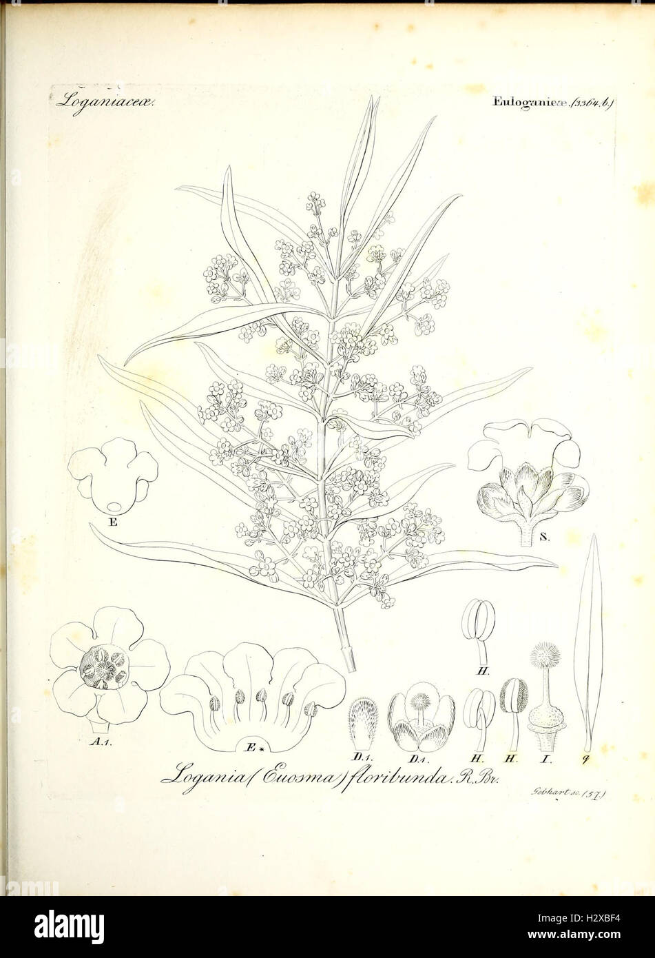 A botanical reference work featuring detailed illustrations of plant ...