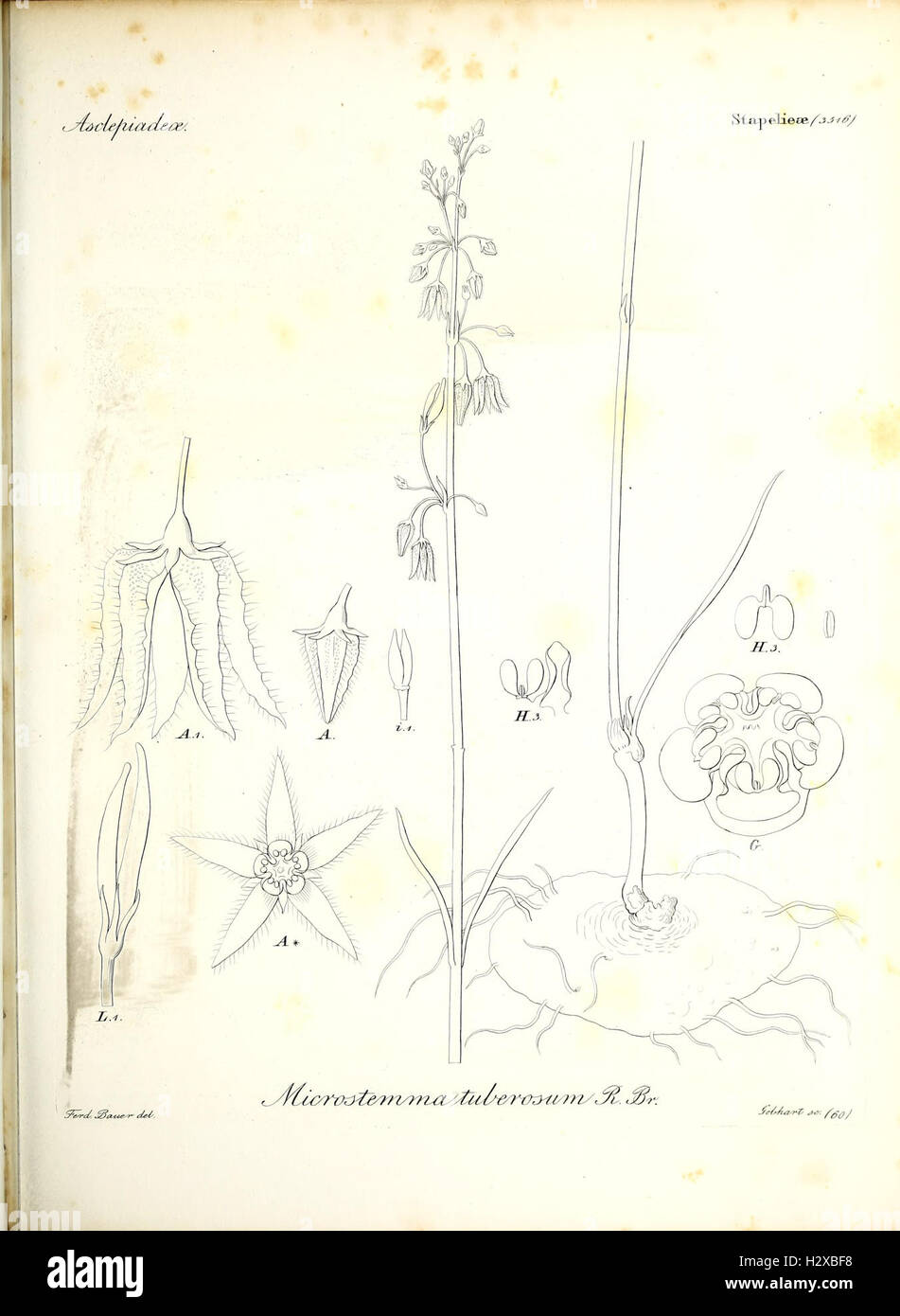 This plate presents an illustration of plant genera, focusing on the ...