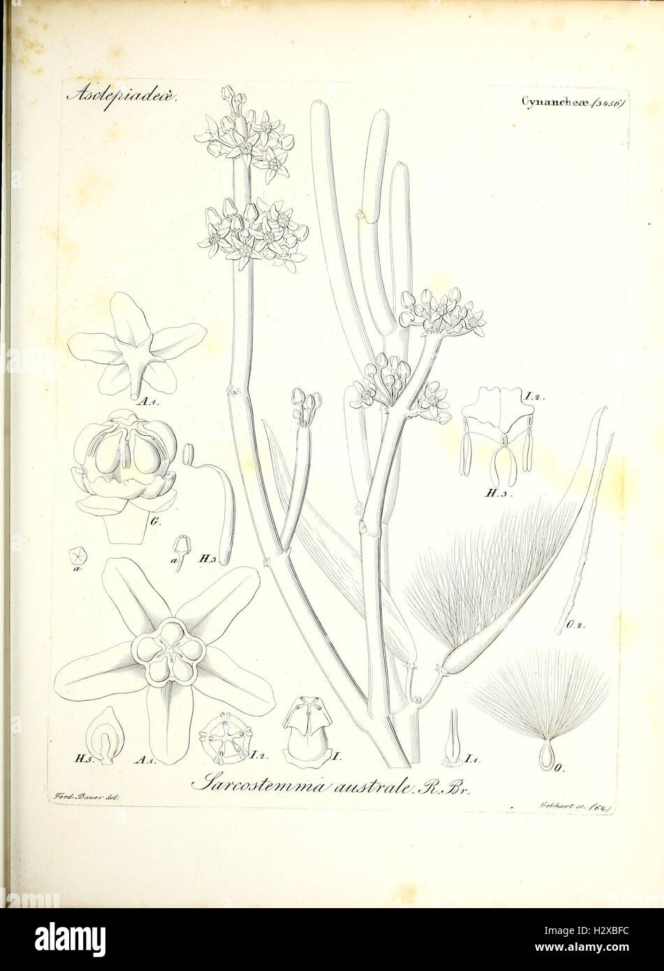 An illustrated work documenting various plant genera, providing ...