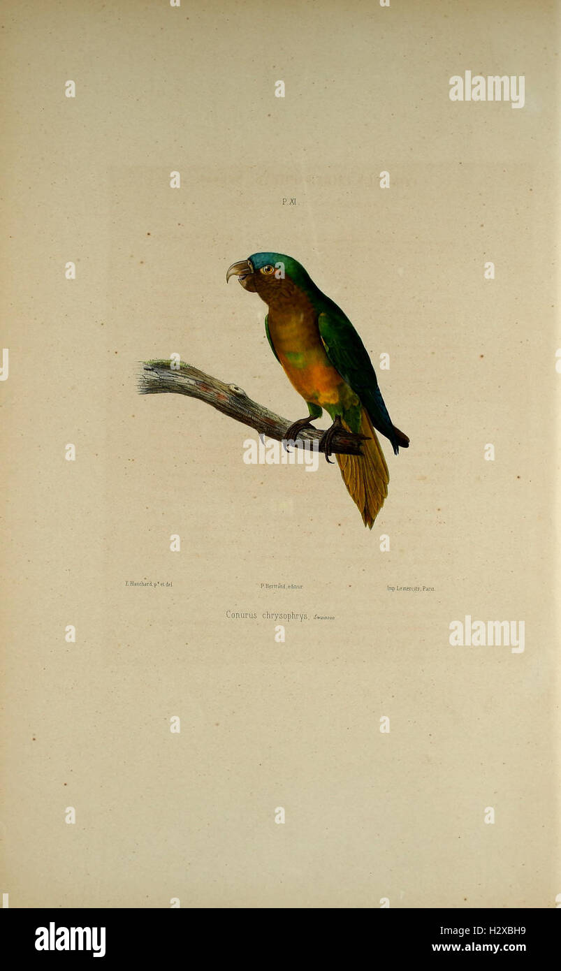 This work presents detailed illustrations of parrots, showcasing their ...