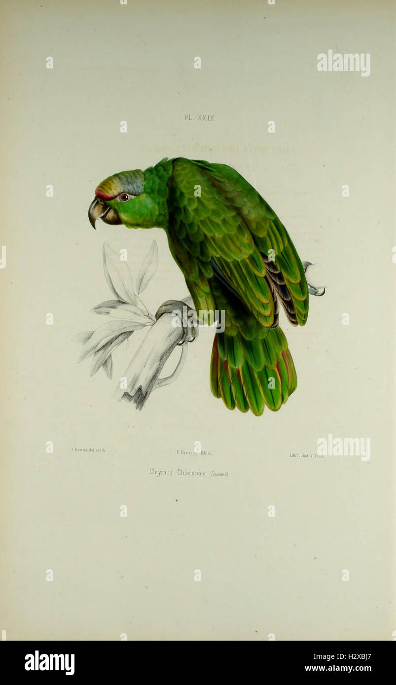 Parrots vibrant characteristics hi-res stock photography and images - Alamy