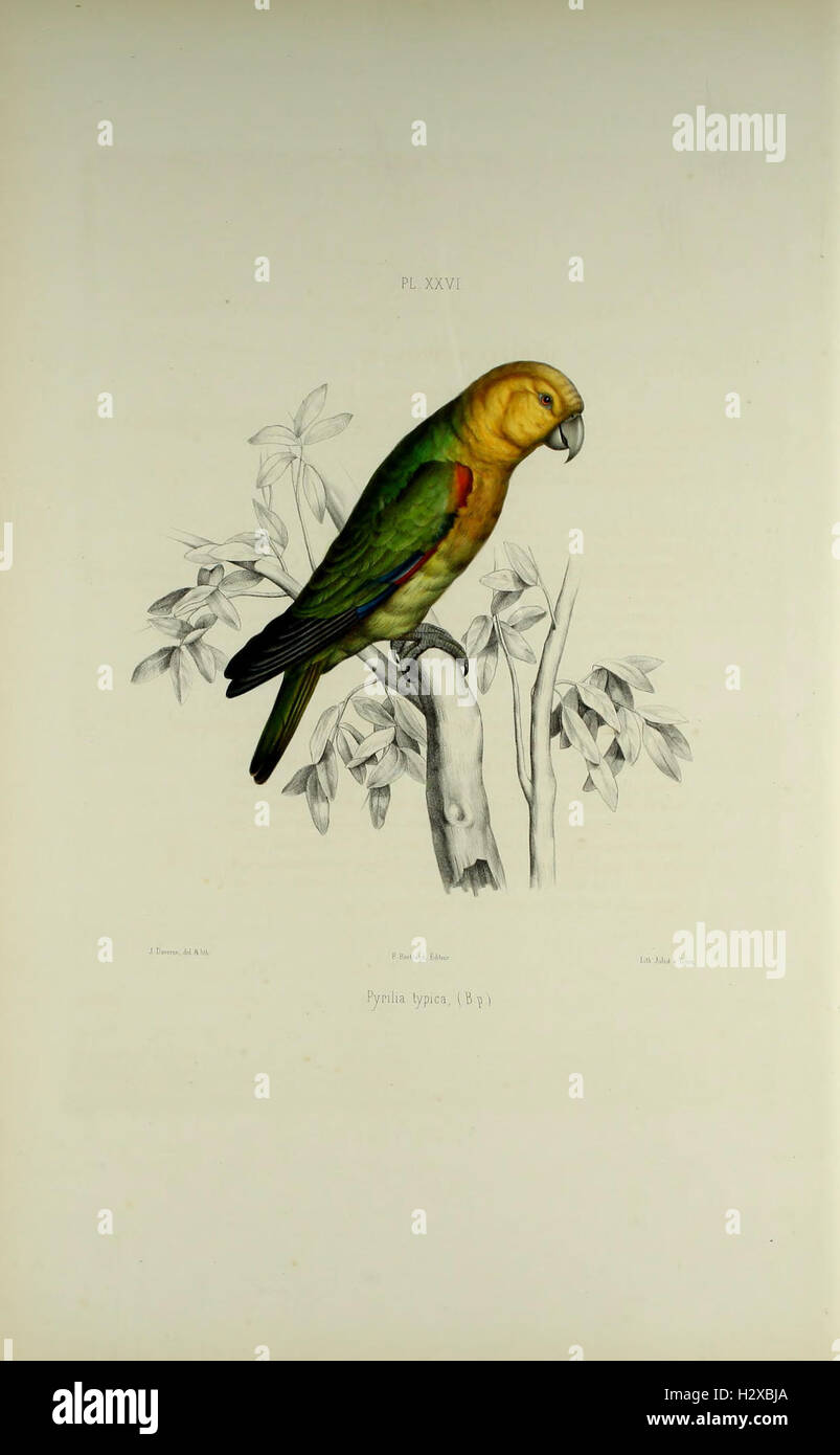 A detailed illustration and study of parrots, focusing on their anatomy ...