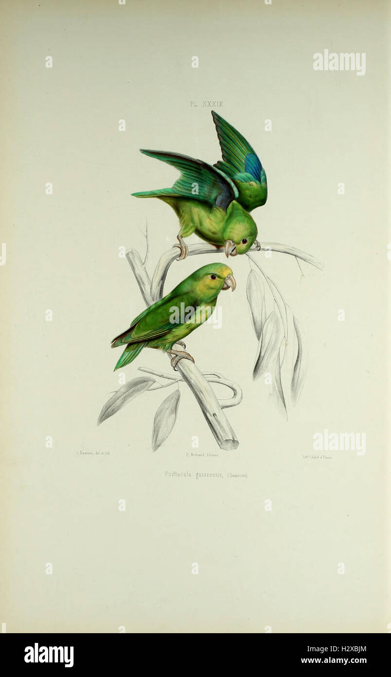 A detailed illustration from 'Iconographie des perroquets,' showing ...