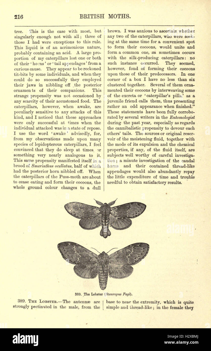 This page features illustrations and descriptions of British butterflies and moths, detailing ...