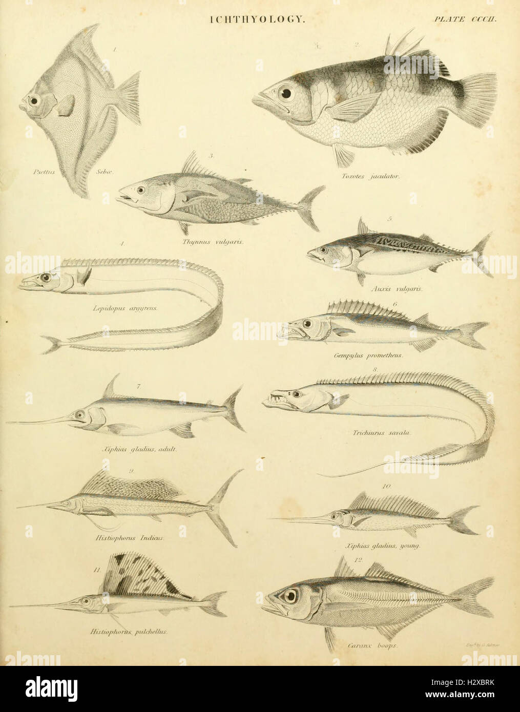 This work provides an introduction to the natural history of fishes ...