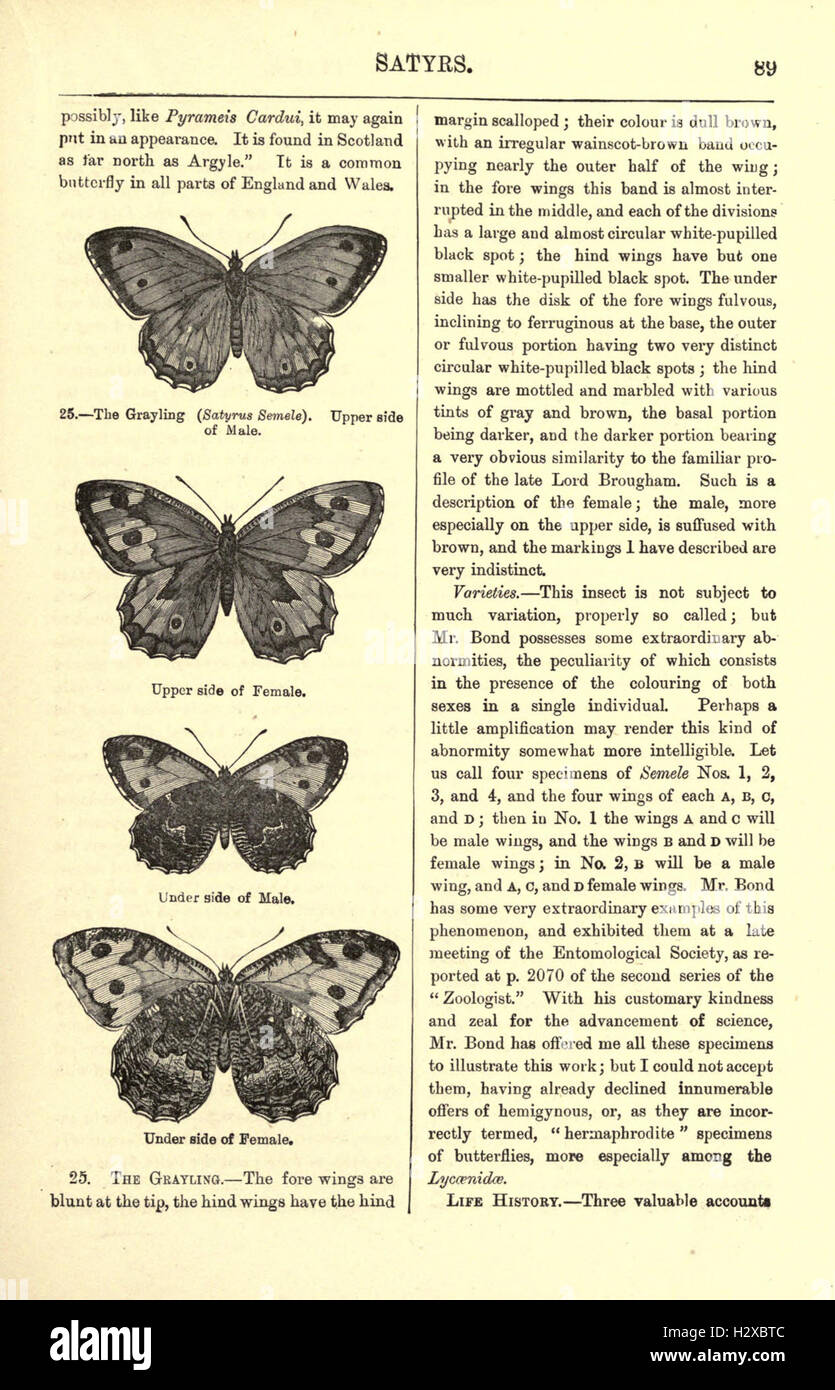 This page from the 'Illustrated Natural History of British Butterflies ...