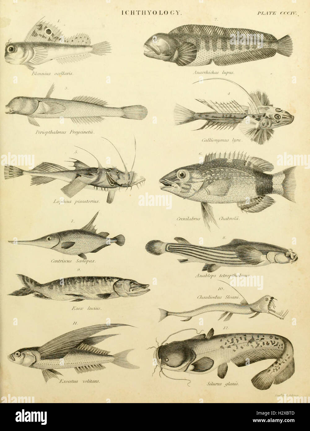 An introductory work on the natural history of fishes, providing ...