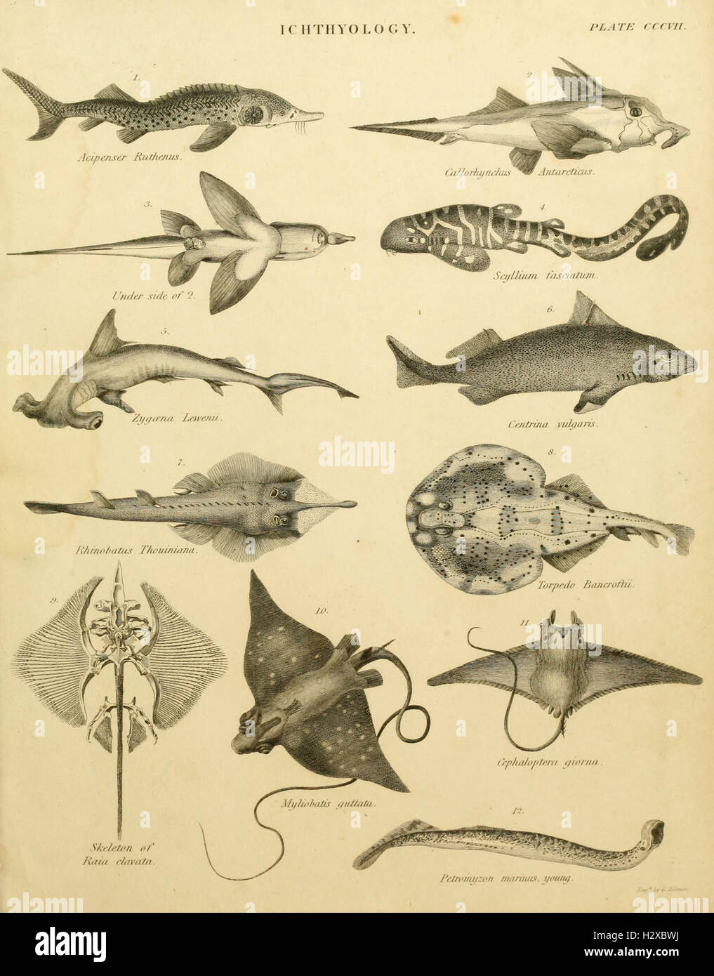 A beginner's guide to the natural history of fish, with illustrations ...