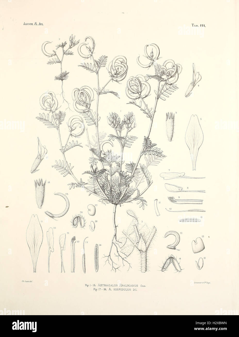 This work contains botanical illustrations of plants native to the ...