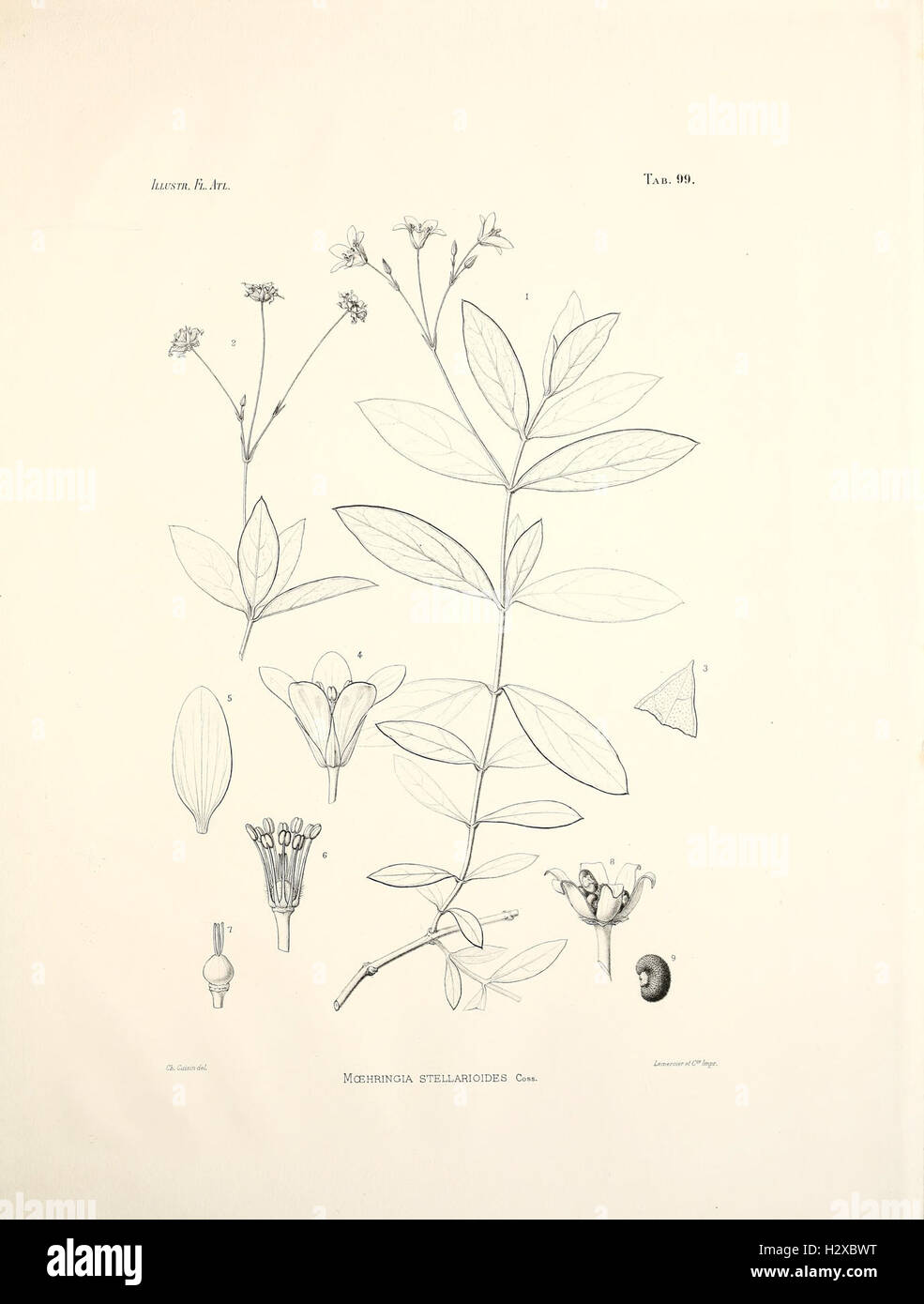 This illustration from 'Flora Atlanticae' depicts plant species native ...