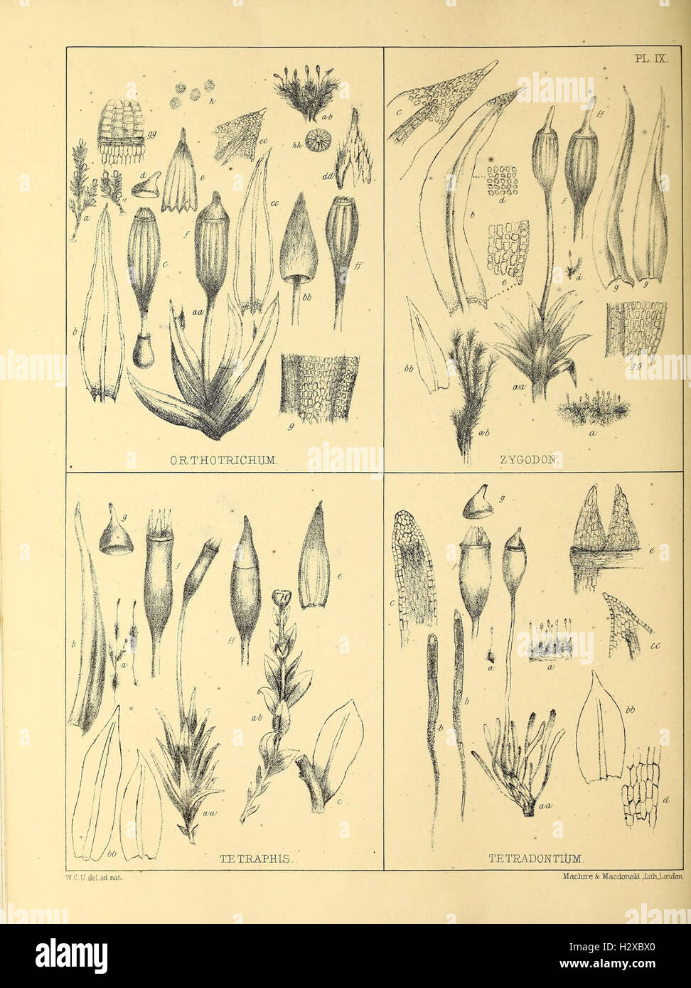 A detailed study of British moss genera, featuring illustrations and ...