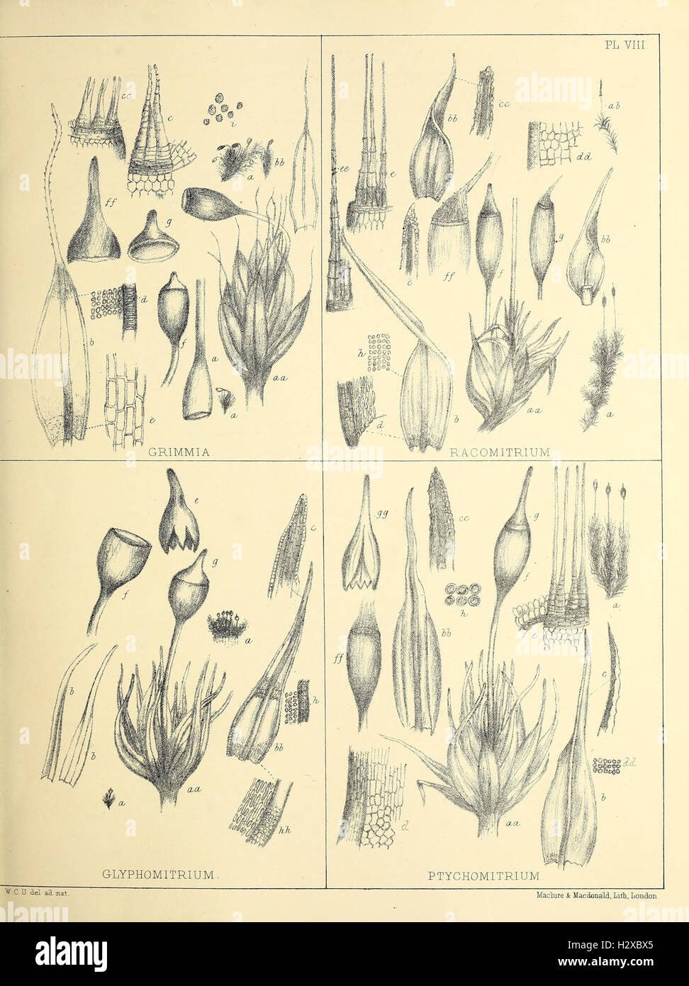 A scientific work providing illustrations and dissections of various ...