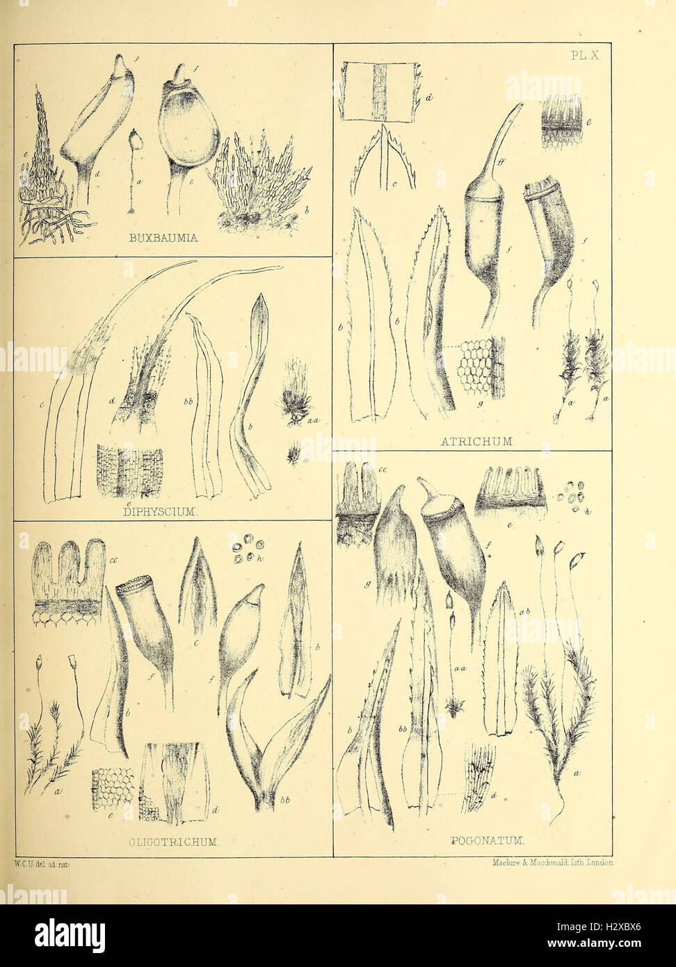 A scientific work providing detailed illustrations and dissections of ...