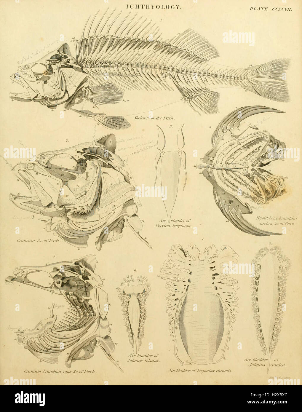 This work serves as an introduction to the natural history of fish ...