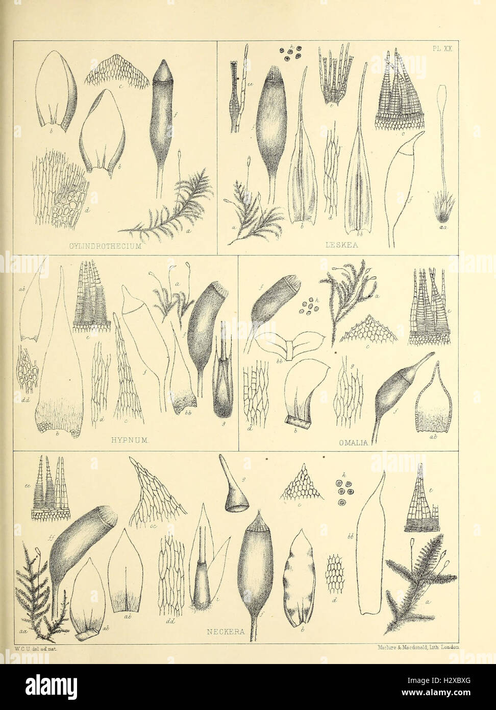 This plate (PL. XX) from 'Illustrations and Dissections of the Genera ...