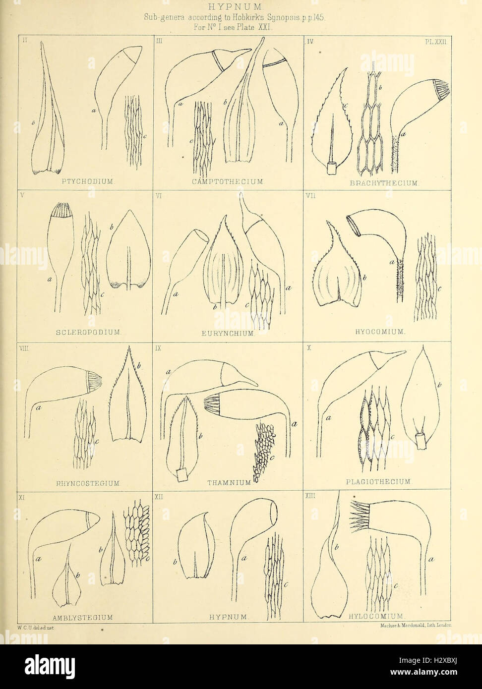 This plate from 'Illustrations and Dissections of the Genera of British ...