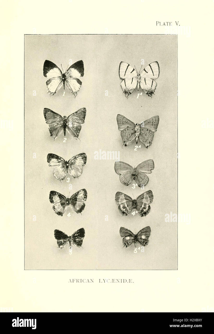 A work showcasing illustrations of African butterflies in the ...