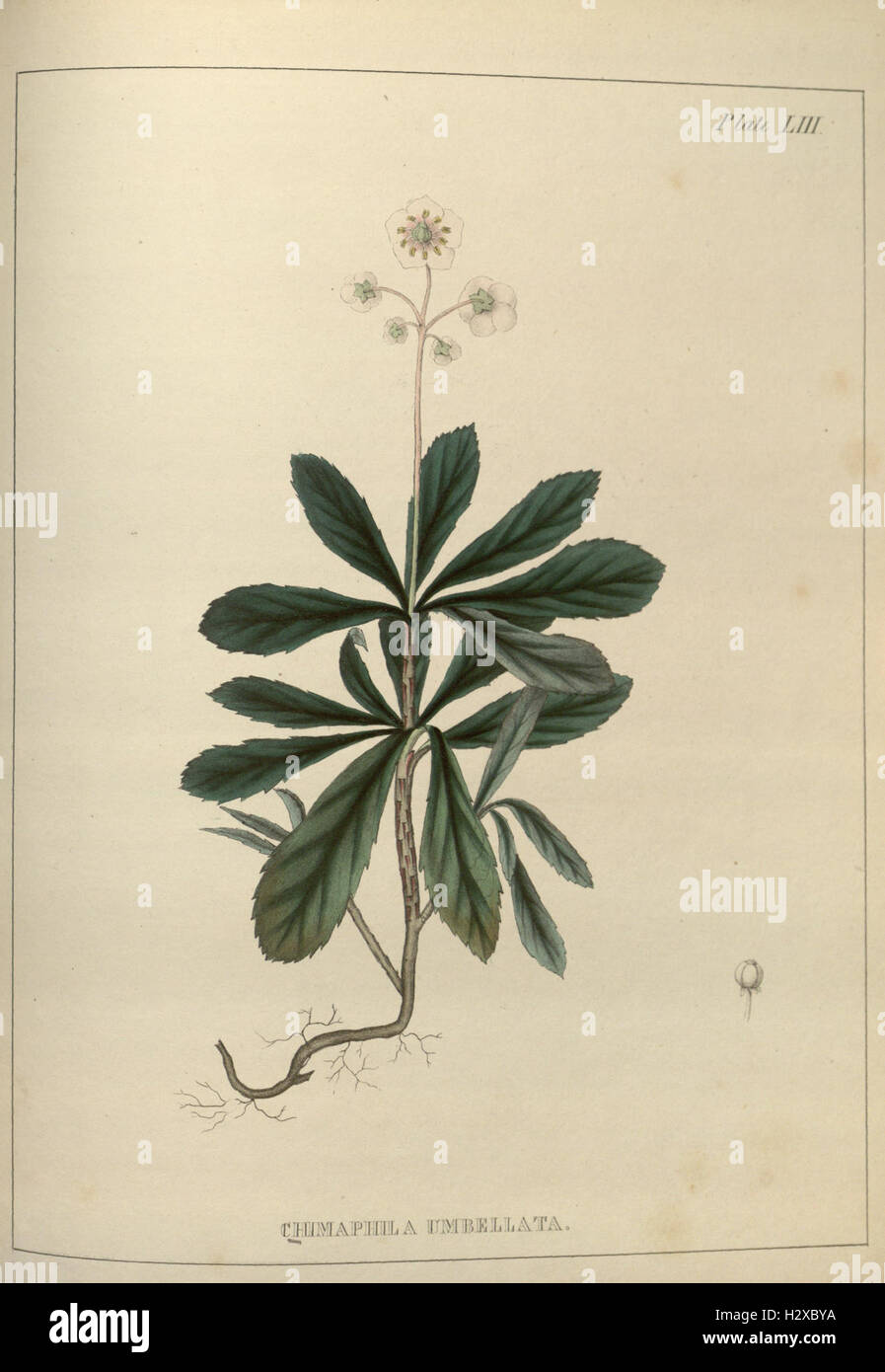 This medical botany work features detailed illustrations of medicinal ...
