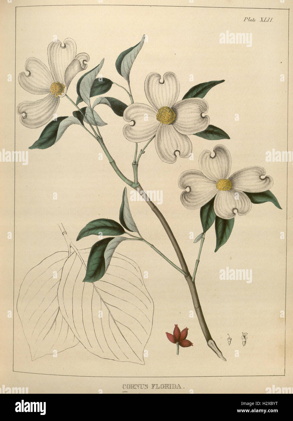 This collection of medical botany illustrations provides visual ...