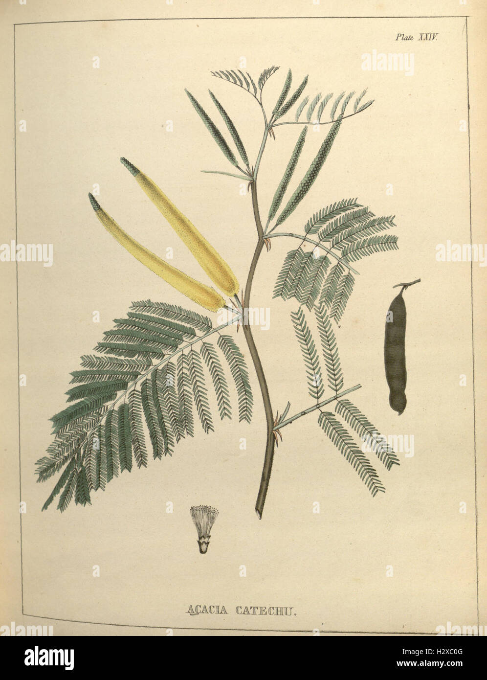 This collection of illustrations showcases medicinal plants ...