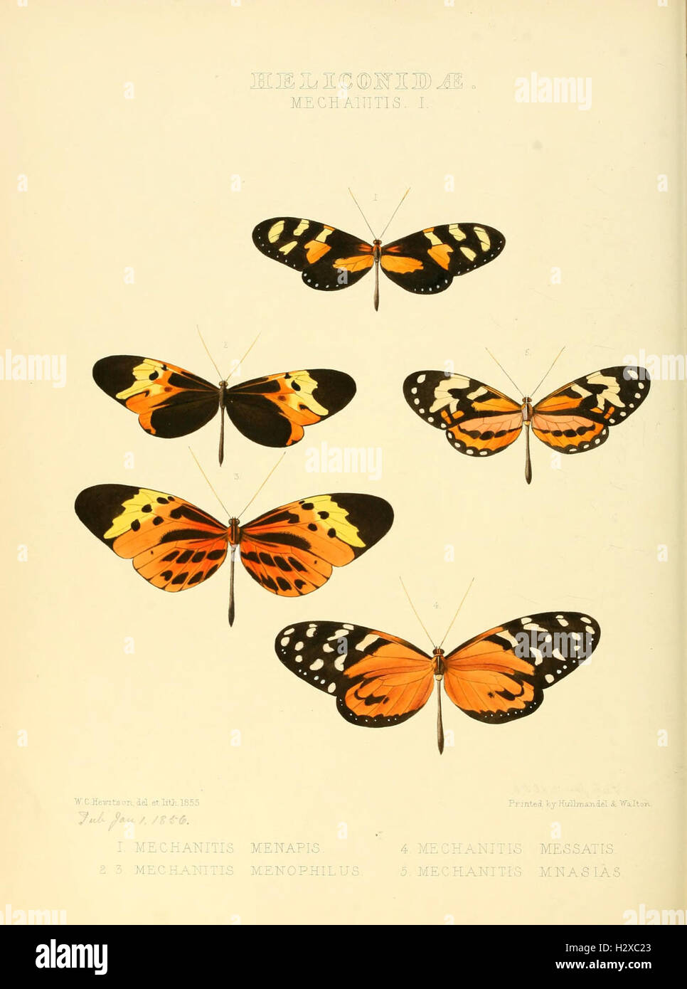 A work featuring new species of exotic butterflies, particularly within ...