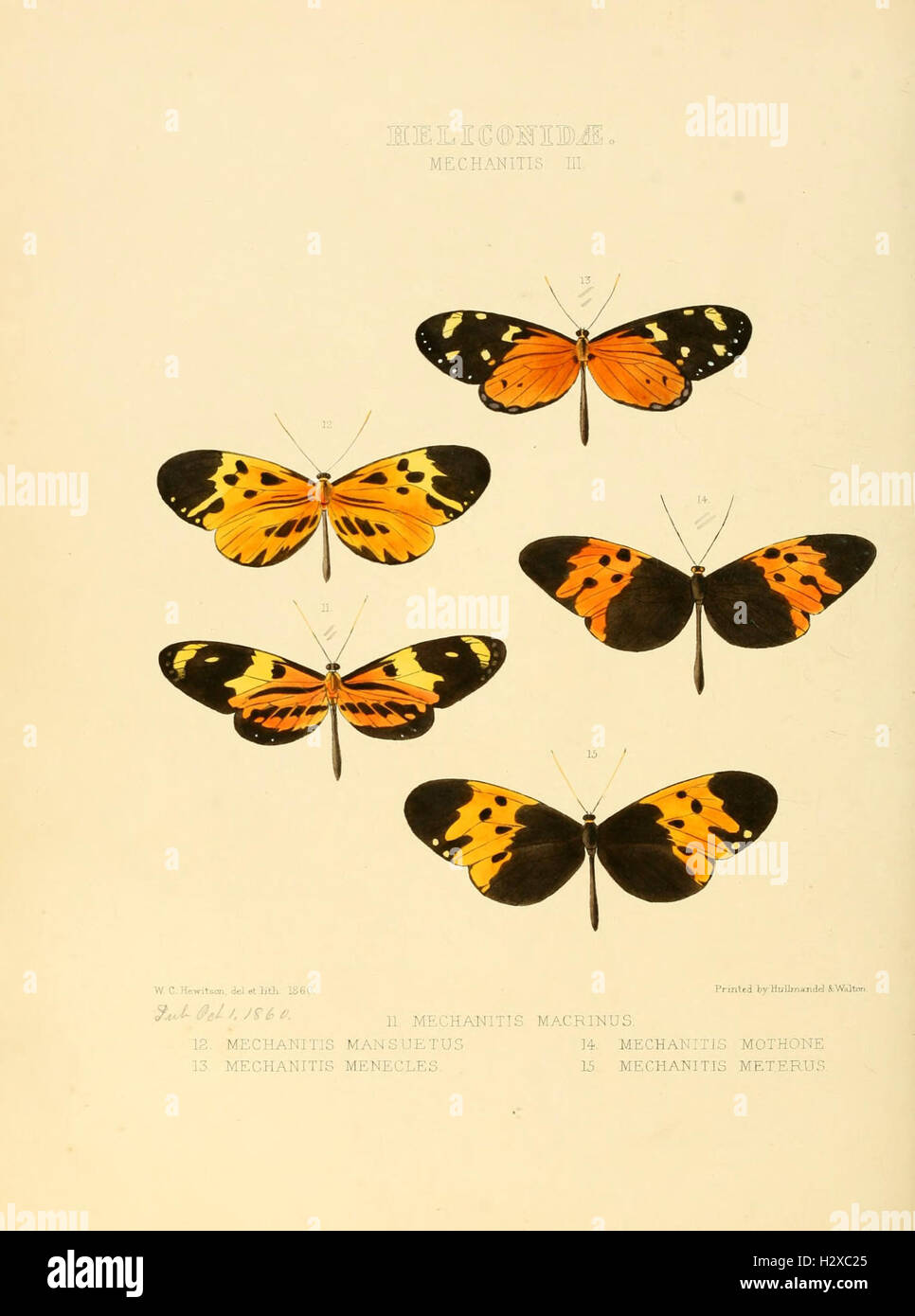 A work featuring illustrations of new species of exotic butterflies ...