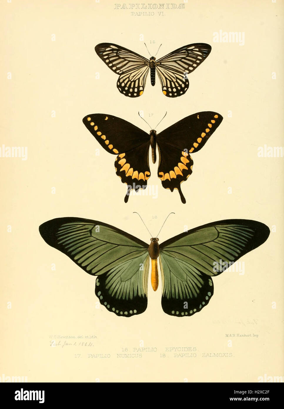This work illustrates newly discovered species of exotic butterflies ...