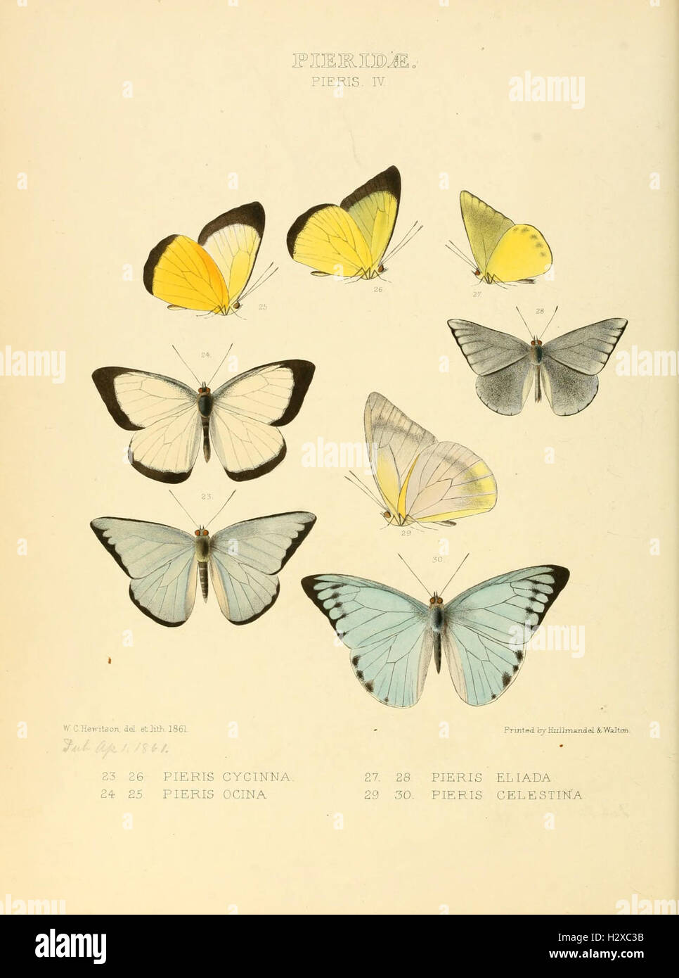 This work showcases illustrations of newly discovered species of exotic ...