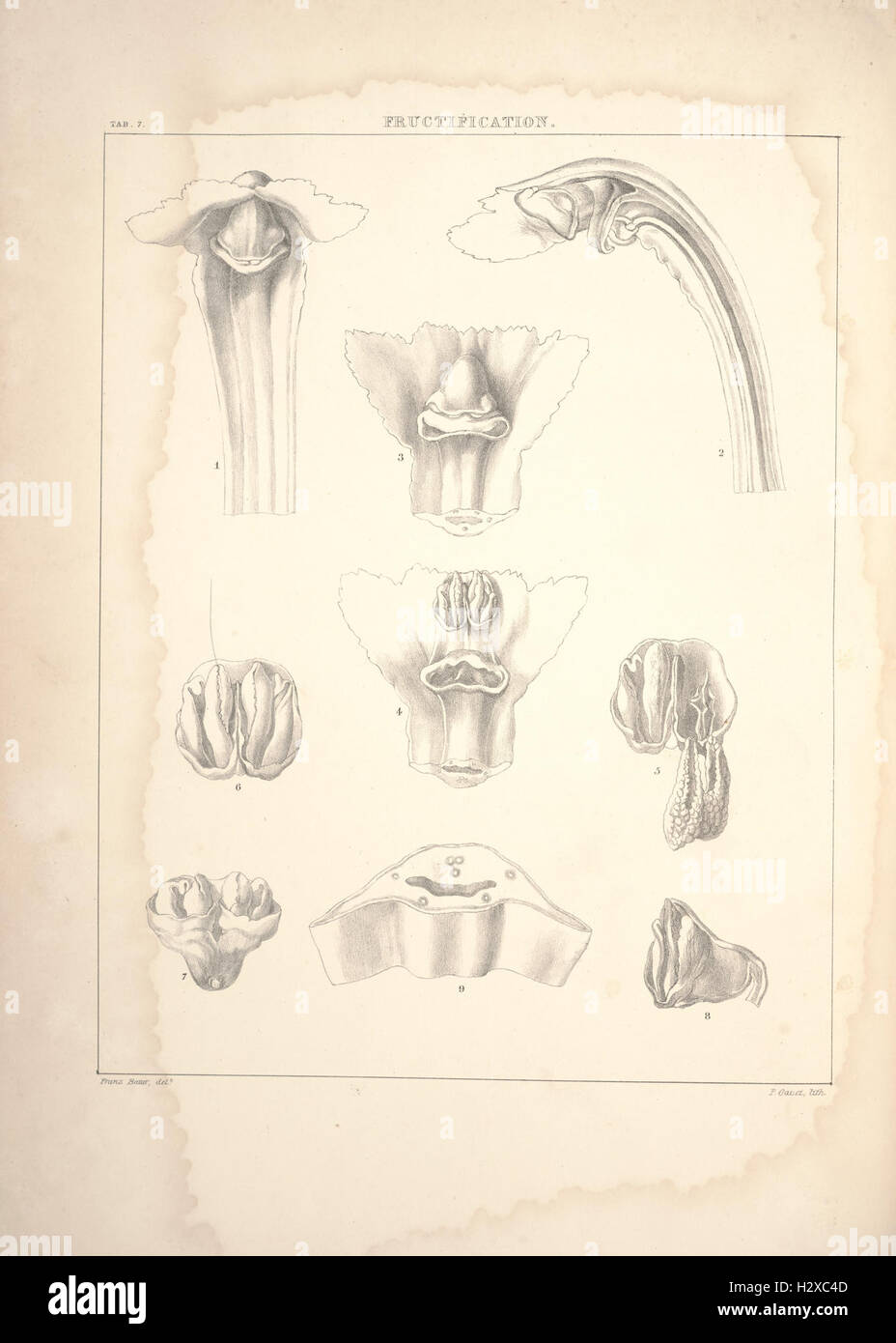 This work offers detailed illustrations and descriptions of orchid ...