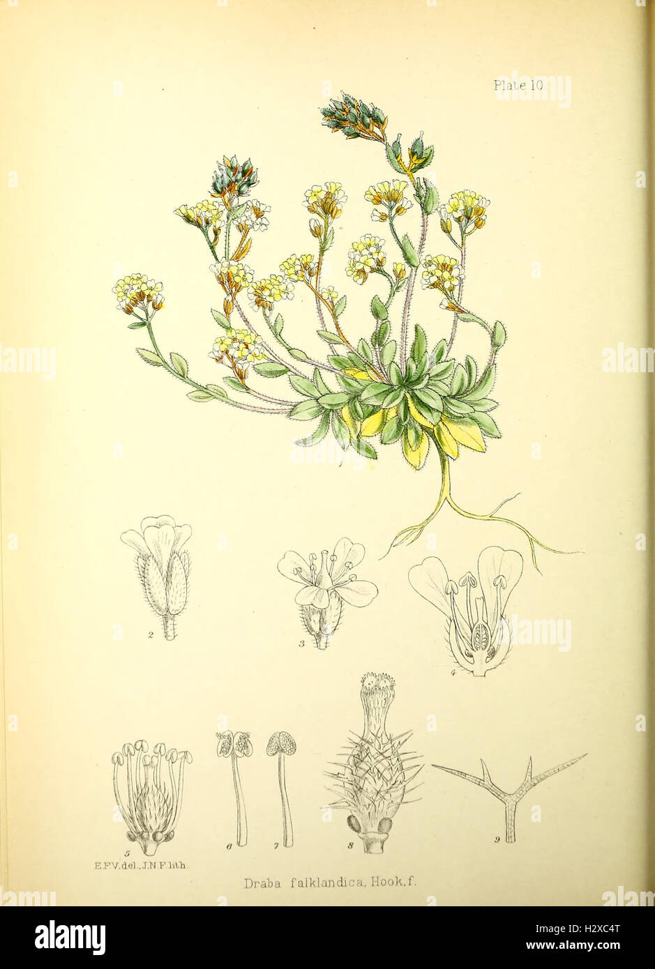 This plate presents illustrations of flowering plants and ferns from ...
