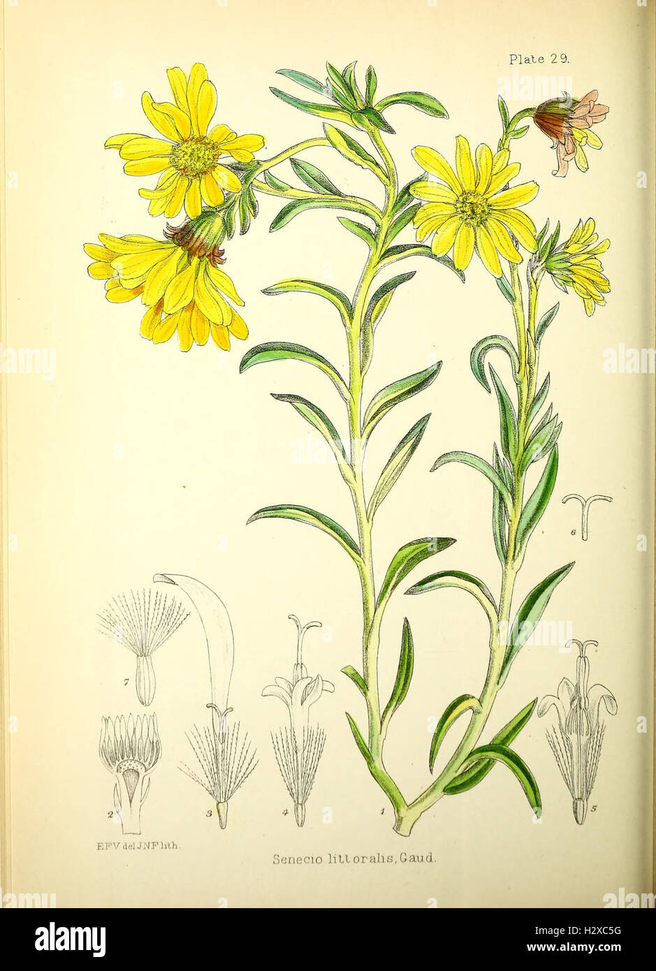 A visual guide to the flowering plants and ferns of the Falkland ...