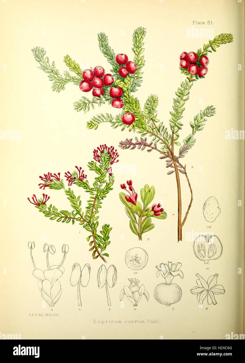 This plate illustrates the unique flowering plants and ferns native to ...